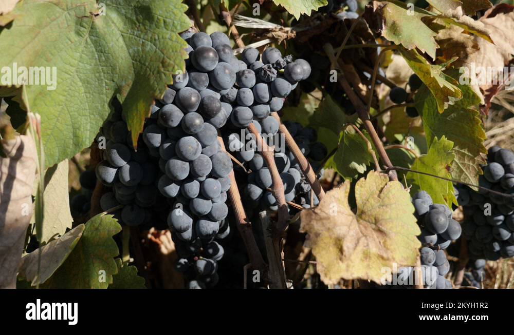 Fruit grape vine vitis vinifera Stock Videos & Footage - HD and 4K ... Fruit grape vine vitis vinifera Stock Videos & Footage - HD and 4K ...