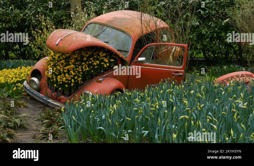 Daffodil car Stock Videos & Footage - HD and 4K Video Clips - Alamy