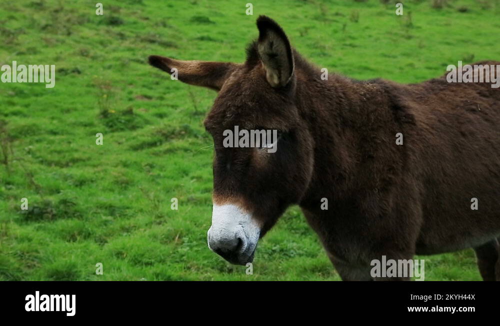 Donkey france Stock Videos & Footage - HD and 4K Video Clips - Alamy