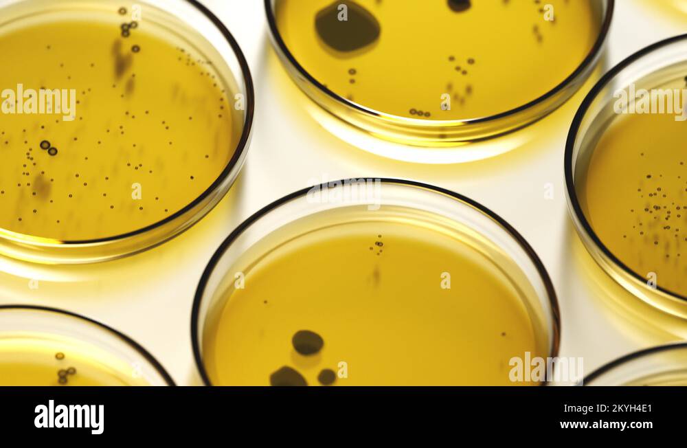 Colonies agar Stock Videos & Footage - HD and 4K Video Clips - Alamy