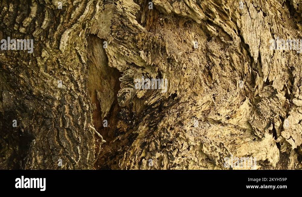 Tree trunk texture Stock Videos & Footage - HD and 4K Video Clips - Alamy