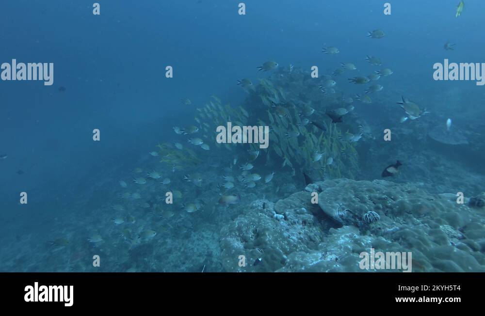 Large school of Philippines chromis and yellow Goatfish swim in the ...
