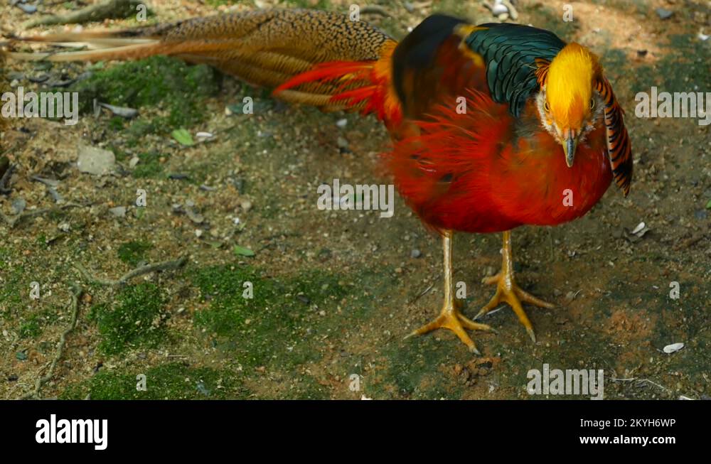 Magnificent elegant male of Chinese Red Golden pheasant, Chrysolophus ...