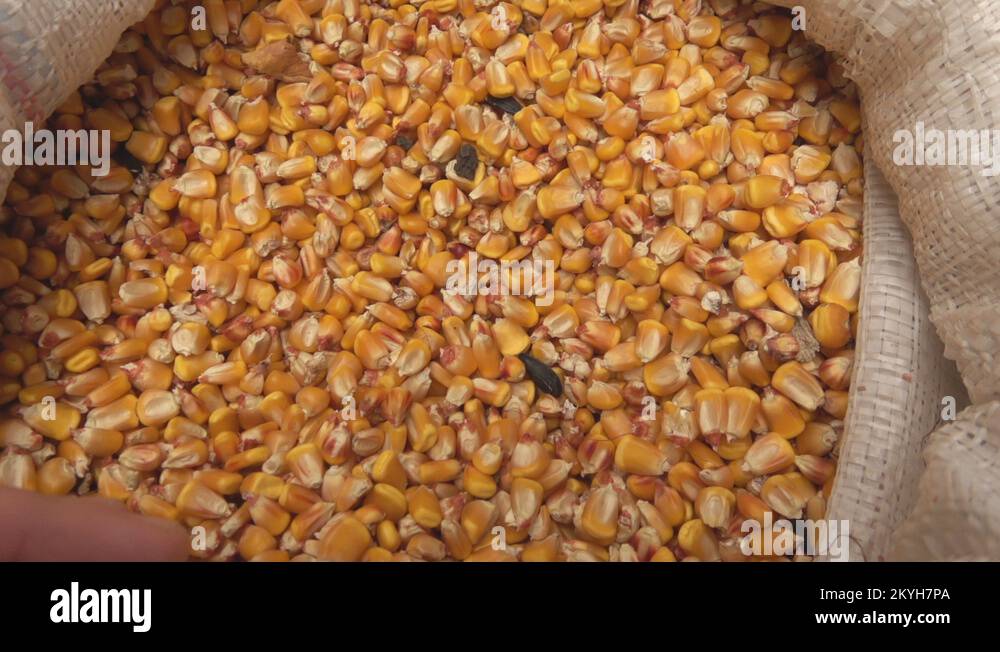 Sack of yellow maize Stock Videos & Footage - HD and 4K Video Clips - Alamy