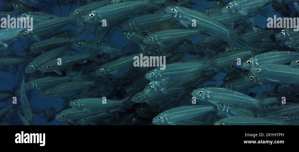 Inside giant sardines school fish Stock Videos & Footage - HD and 4K ...