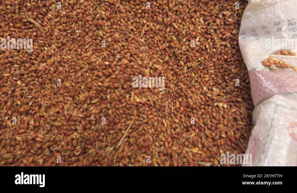 Millet seed Stock Videos & Footage - HD and 4K Video Clips - Alamy