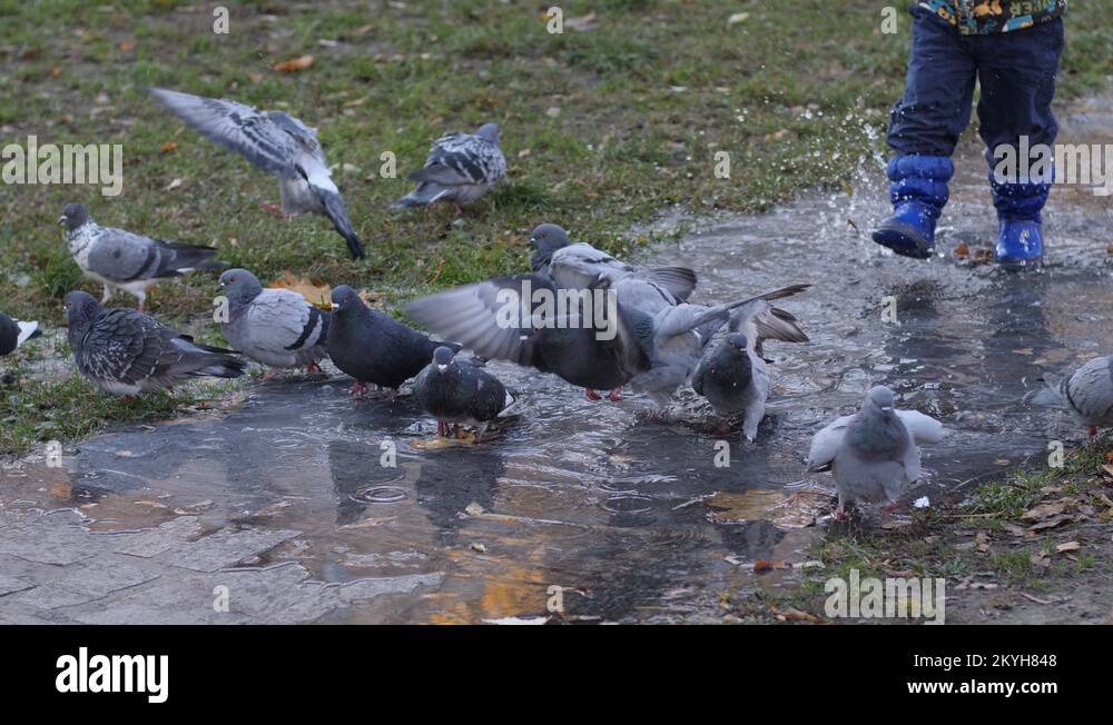 Child boy funny run chasing pigeons birds taking bath in a puddle ...