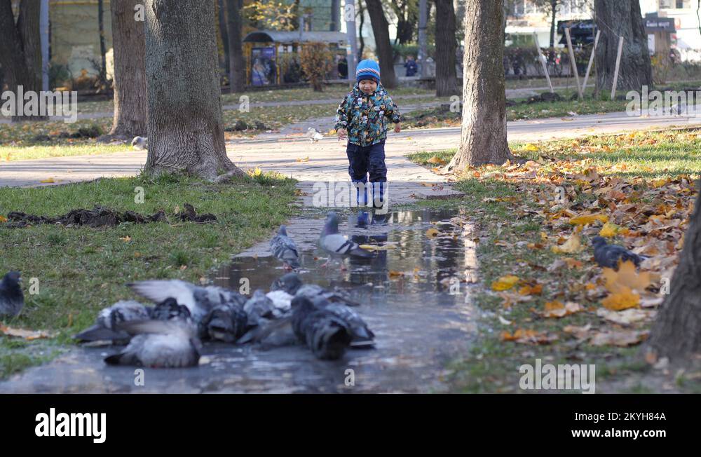 Child boy funny run chasing pigeons birds taking bath in a puddle ...