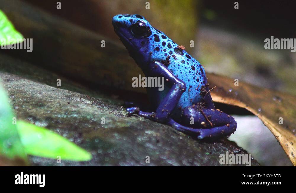 Blue Poison Dart Frog, Azureus Dendrobates Tinctotius In 4K Stock Video ...