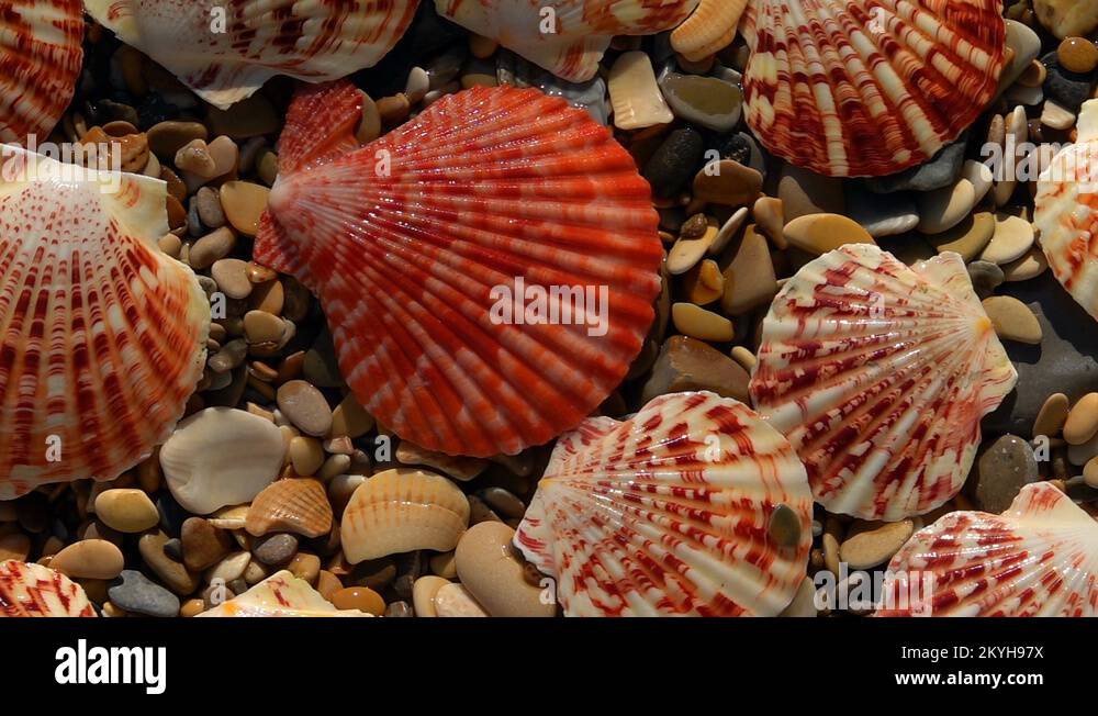 Sunny panning from above wet beach with round pebbles and colorful sea ...