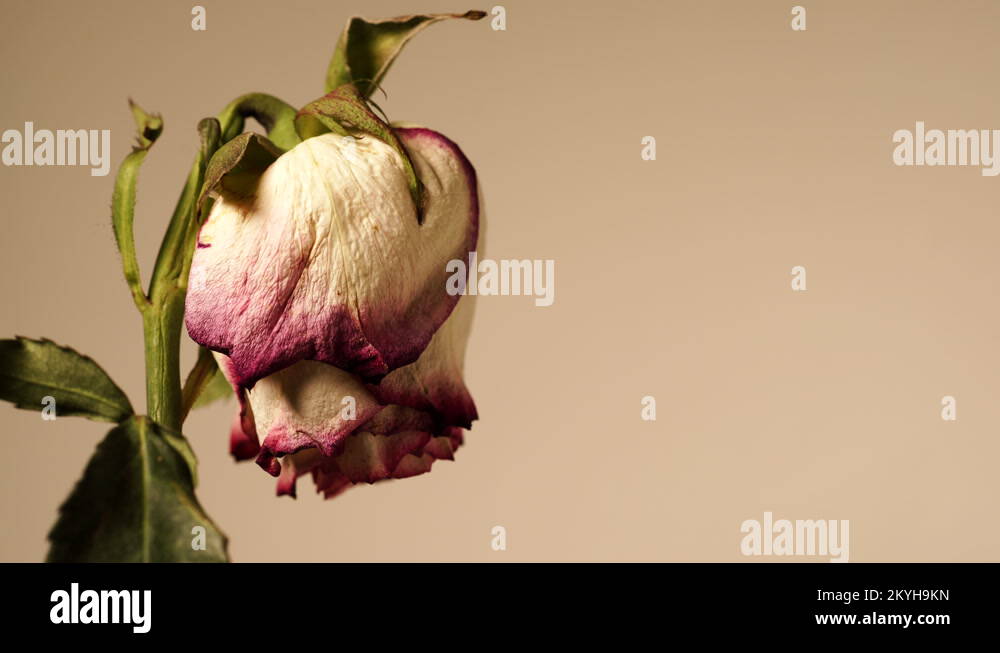 Withered background Stock Videos & Footage - HD and 4K Video Clips - Alamy