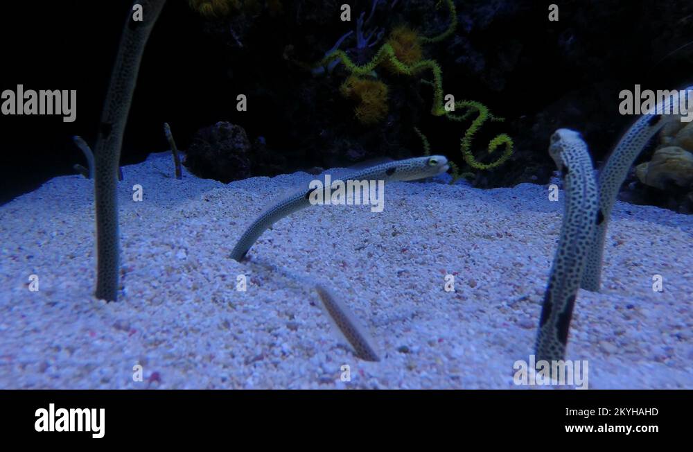 Worm snake eels Stock Videos & Footage - HD and 4K Video Clips - Alamy