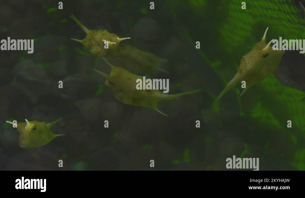 Farm breeding fish Stock Videos & Footage - HD and 4K Video Clips - Alamy