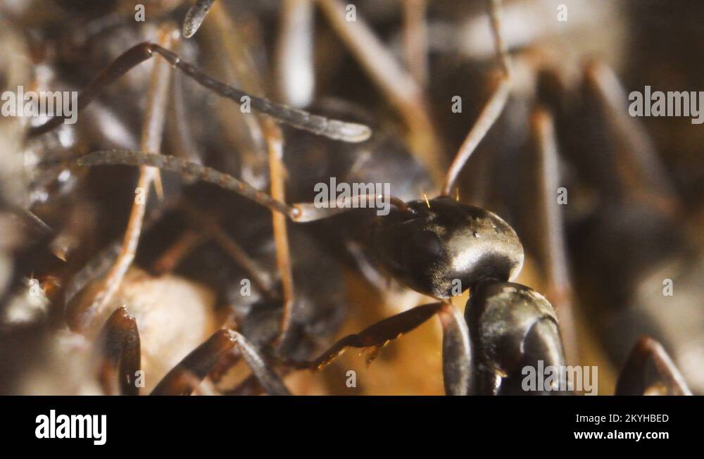 Ant antennas Stock Videos & Footage - HD and 4K Video Clips - Alamy