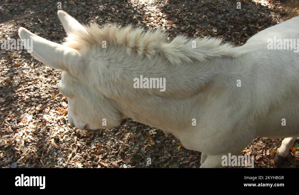 White donkey Stock Videos & Footage - HD and 4K Video Clips - Alamy