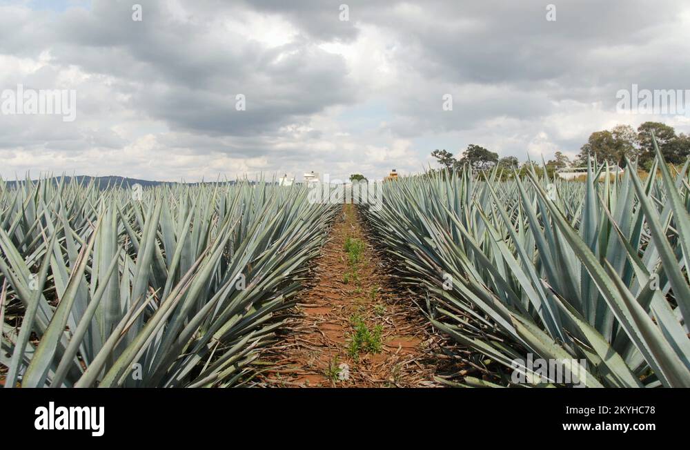 Tequila agave Stock Videos & Footage - HD and 4K Video Clips - Alamy