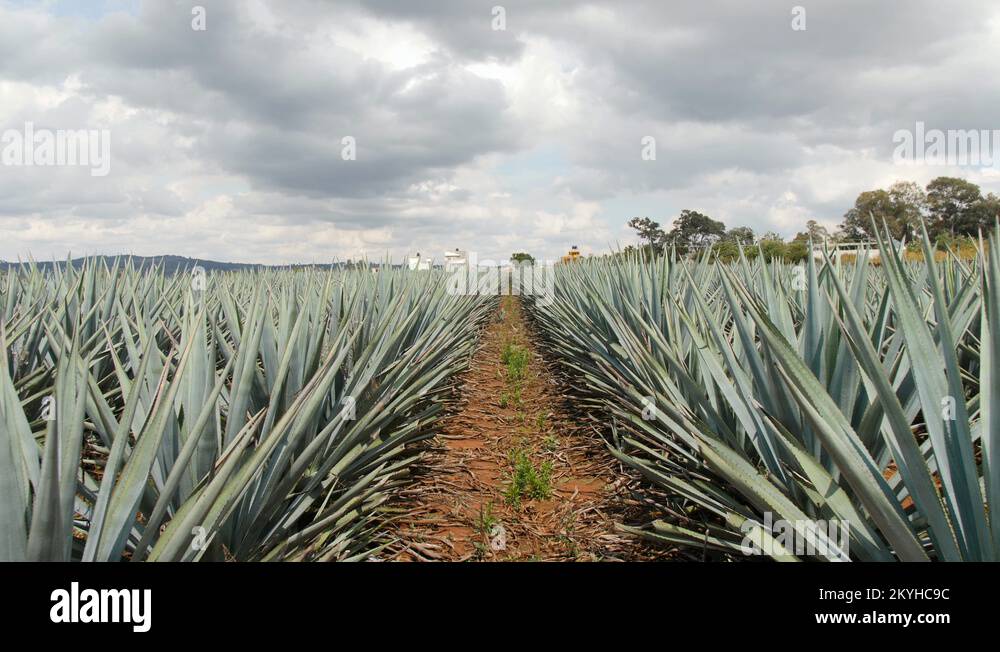 Bright red agave Stock Videos & Footage - HD and 4K Video Clips - Alamy