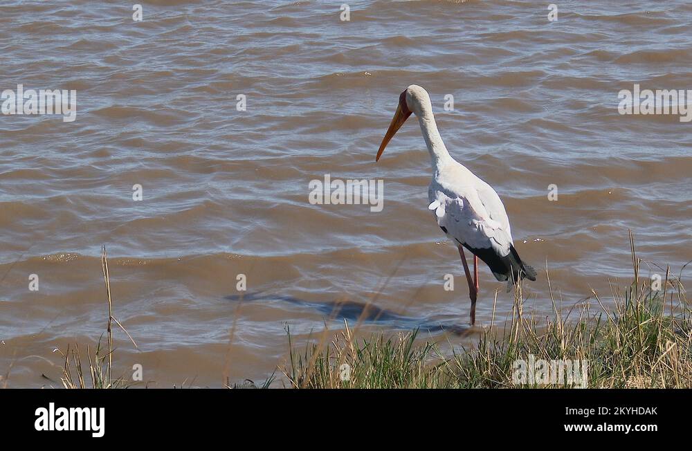 White stork hunting fish Stock Videos & Footage - HD and 4K Video Clips ...