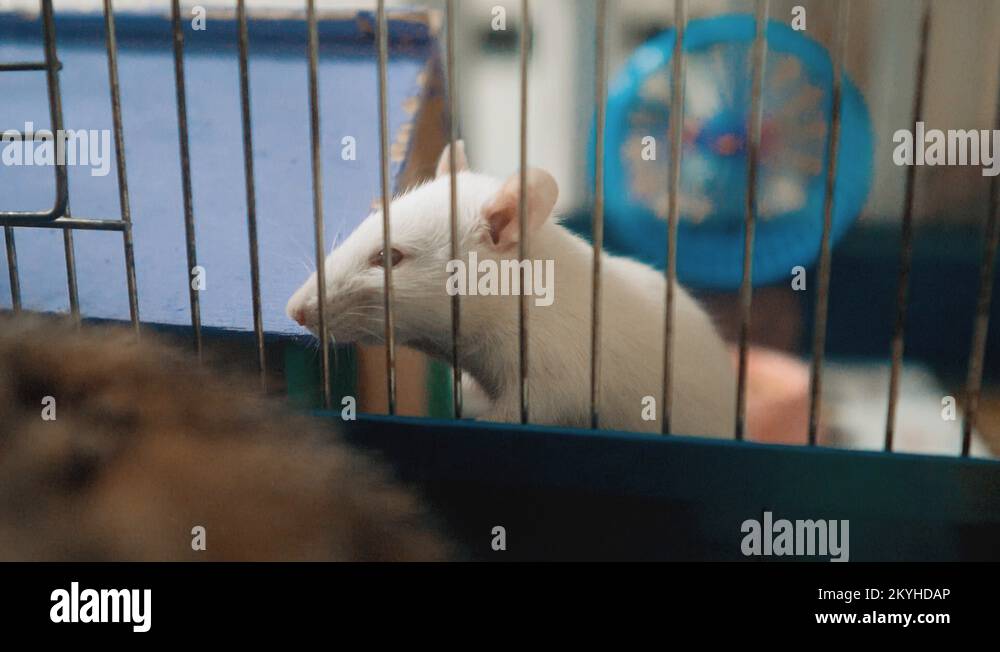 White mouse rat in pet Stock Videos & Footage - HD and 4K Video Clips ...
