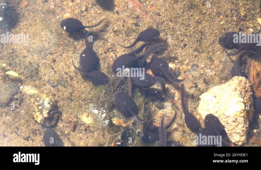 Tadpoles swimming in shallow water Stock Video Footage - Alamy