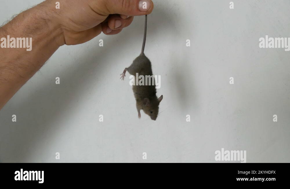 Tail of a mouse Stock Videos & Footage - HD and 4K Video Clips - Alamy