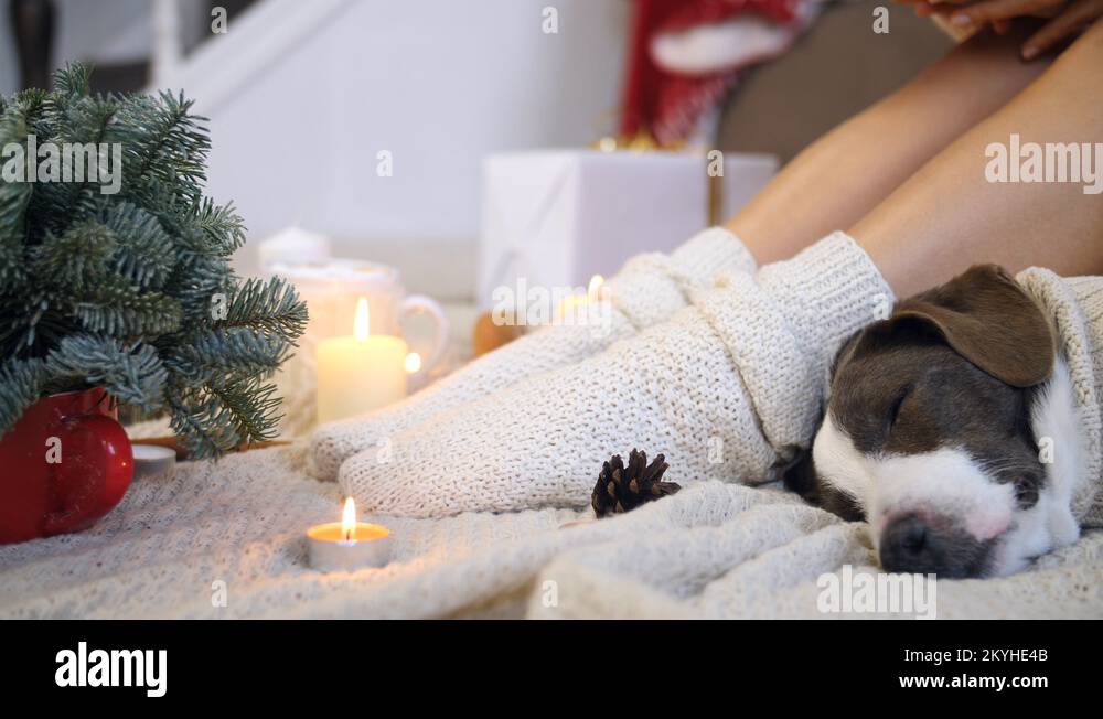 Dog in socks Stock Videos & Footage - HD and 4K Video Clips - Alamy