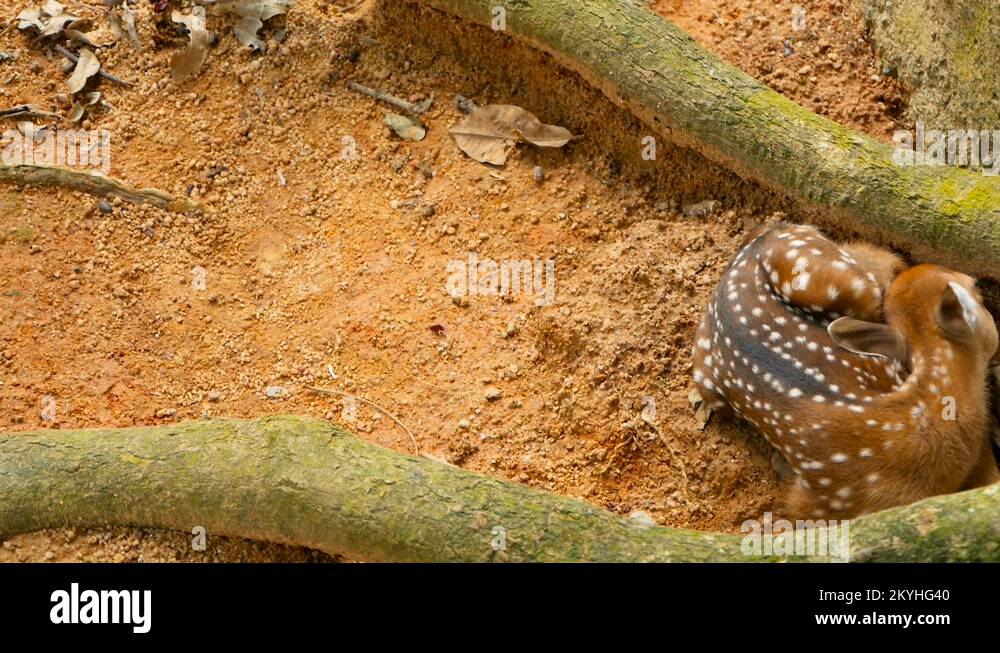 Whitetail wildlife Stock Videos & Footage - HD and 4K Video Clips - Alamy