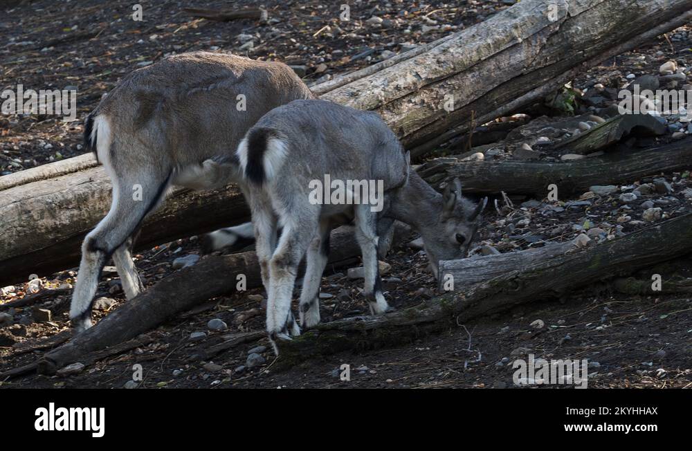 Blue sheep Stock Videos & Footage - HD and 4K Video Clips - Alamy