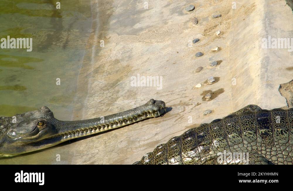 Gharial crocodile (Gavialis gangeticus), also known as the Gavial in ...