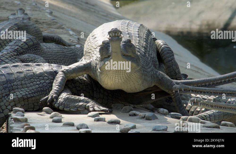 Crocodile breeding centre Stock Videos & Footage - HD and 4K Video ...
