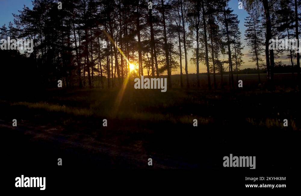 Dolly Tracking driving Pov right side view line of trees, sunlight lens ...