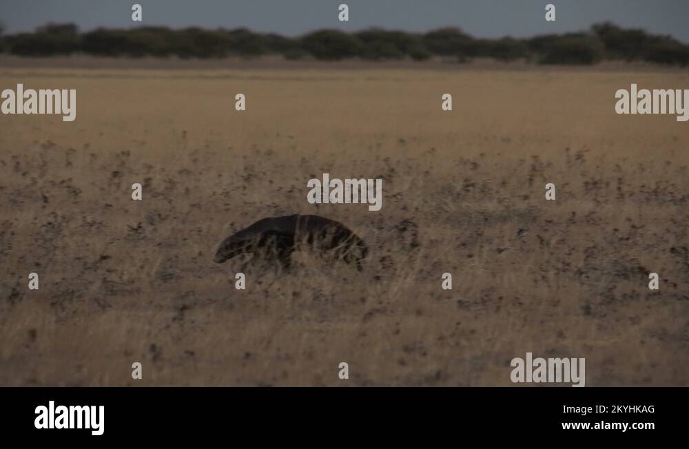 Symbiotic teamwork Stock Videos & Footage - HD and 4K Video Clips - Alamy