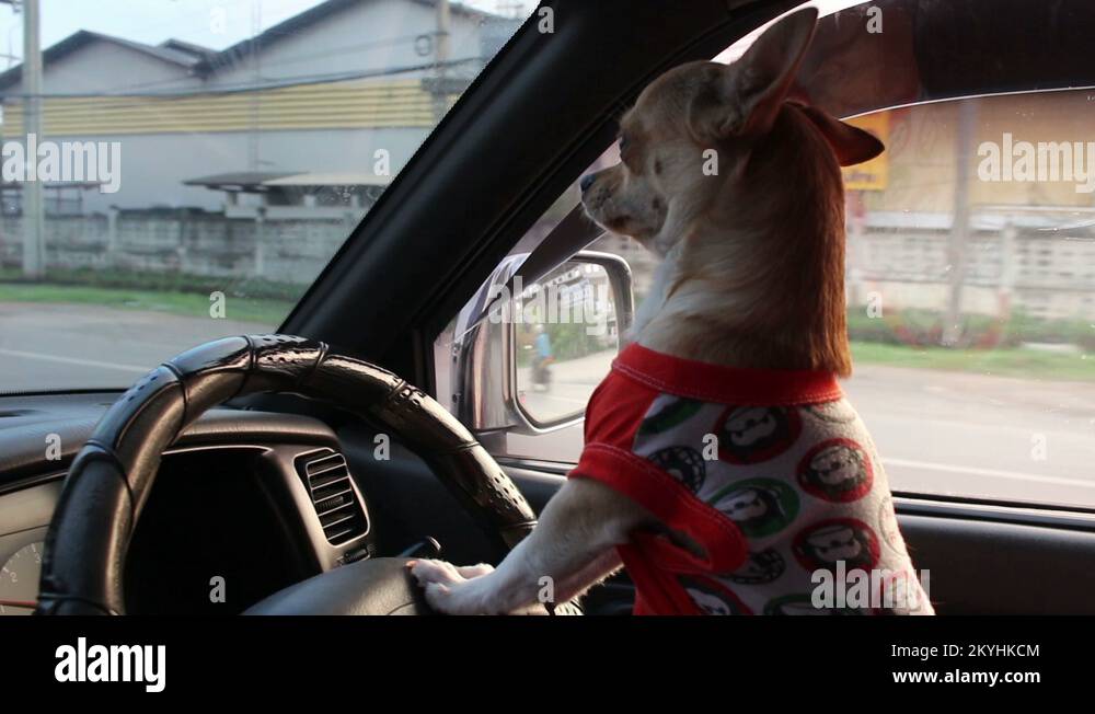 Dog driving car Stock Videos & Footage - HD and 4K Video Clips - Alamy