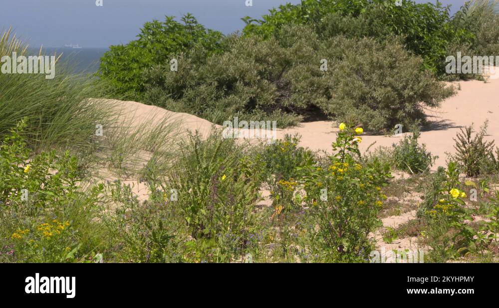 Fixation of sand Stock Videos & Footage - HD and 4K Video Clips - Alamy
