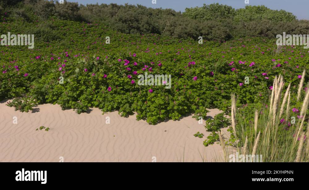 Rose marks Stock Videos & Footage - HD and 4K Video Clips - Alamy