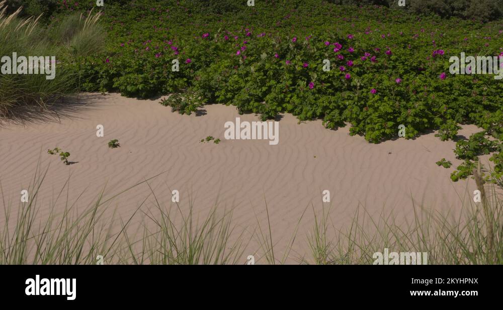 Dune system vegetation Stock Videos & Footage - HD and 4K Video Clips ...