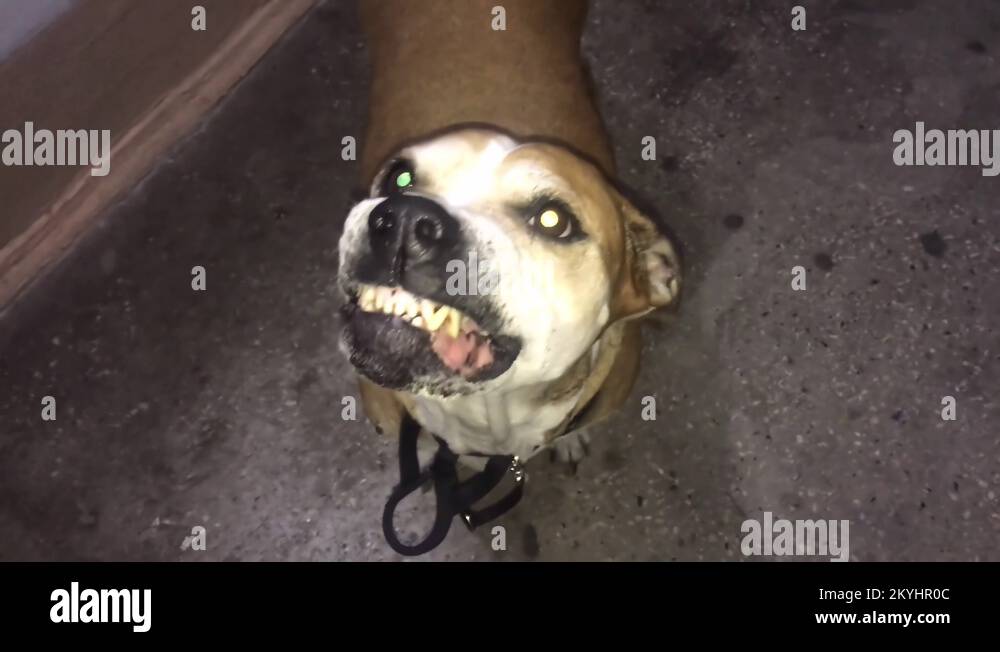 Crazy barking Stock Videos & Footage - HD and 4K Video Clips - Alamy