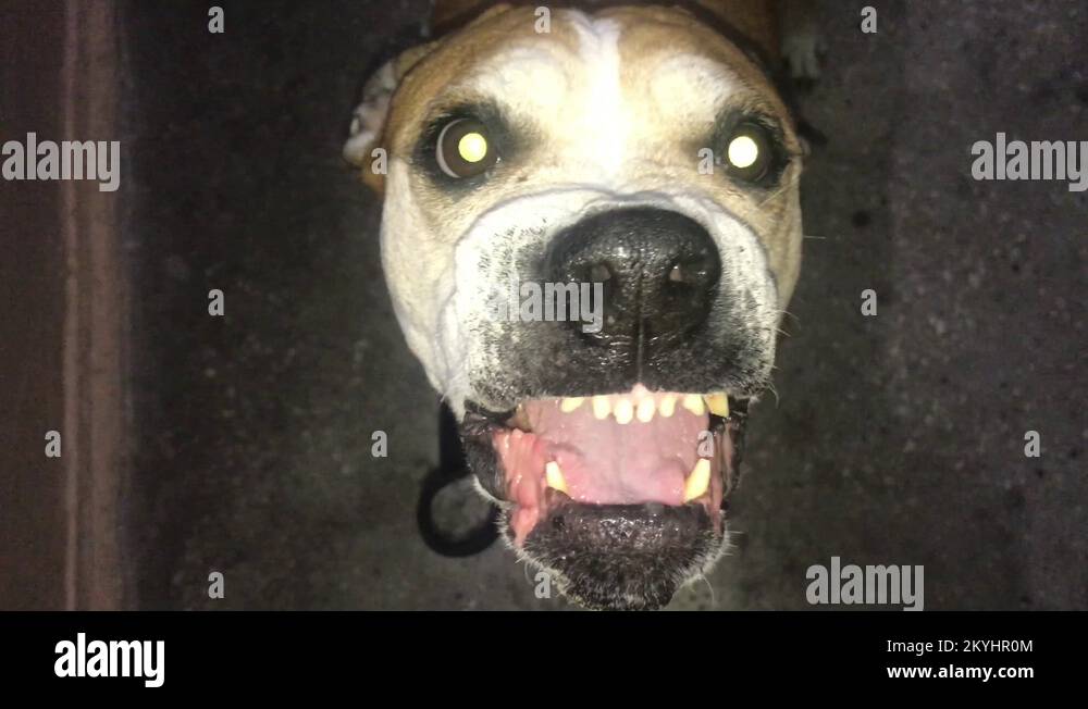 Pit bull teeth Stock Videos & Footage - HD and 4K Video Clips - Alamy