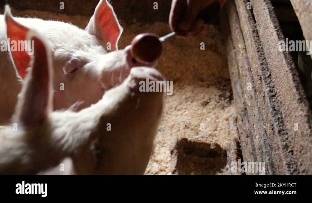 Real pigs Stock Videos & Footage - HD and 4K Video Clips - Alamy
