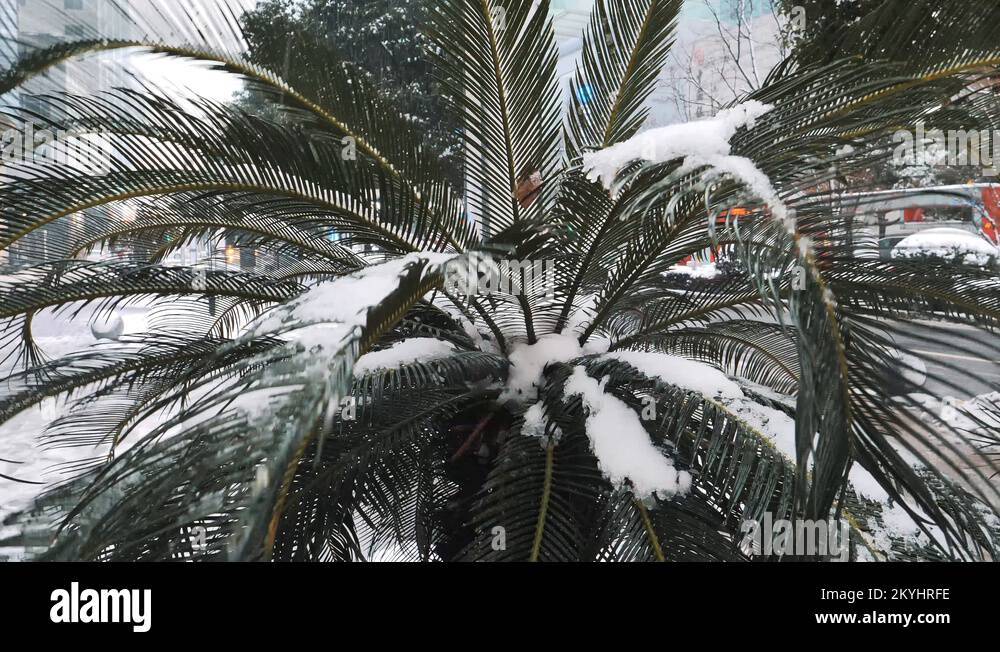 Palm leaf covered in frost Stock Videos & Footage - HD and 4K Video ...