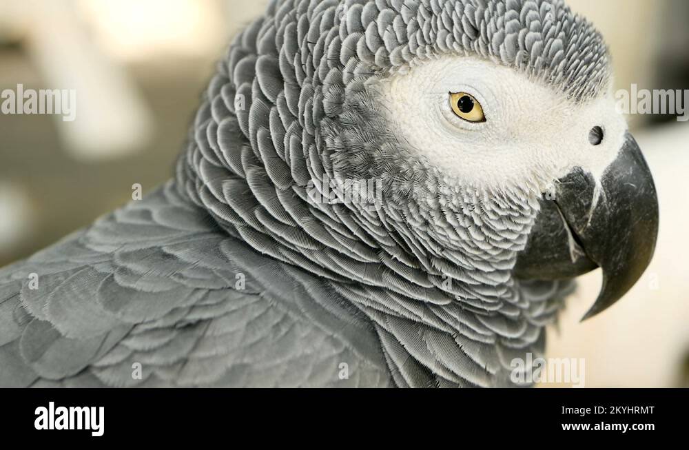 Red-tailed monogamous African Congo Grey Parrot. Companion Jaco is ...