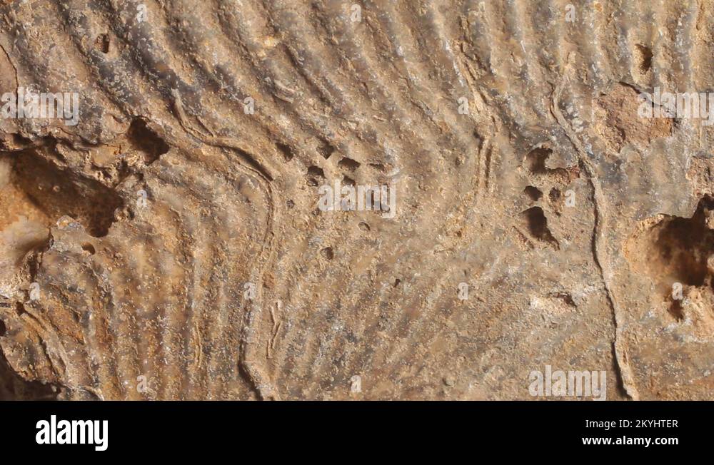 Cleaning fossils Stock Videos & Footage - HD and 4K Video Clips - Alamy