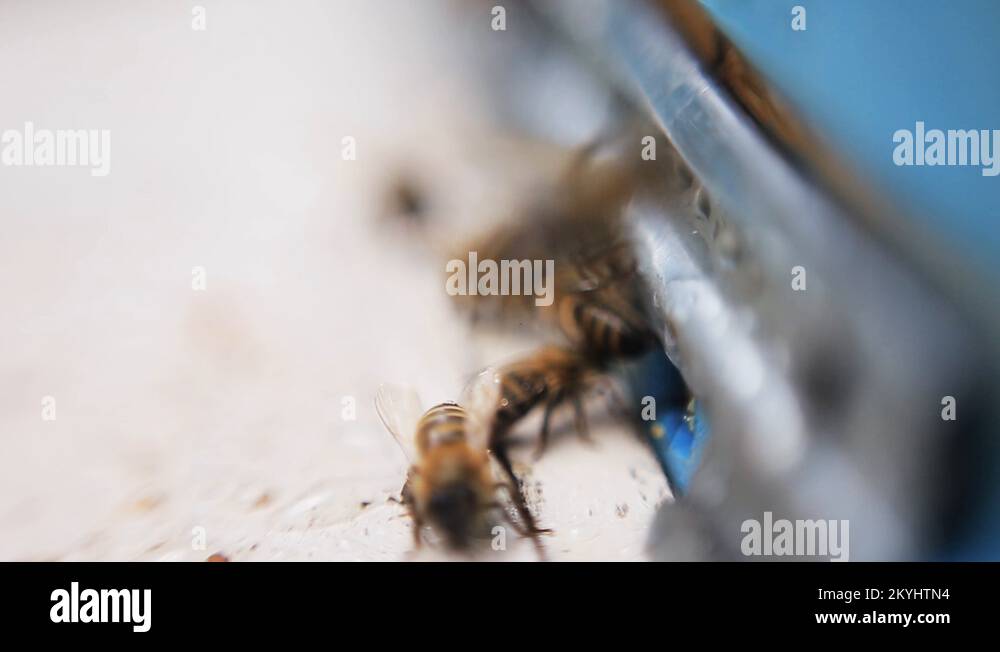 Animals buzzing Stock Videos & Footage - HD and 4K Video Clips - Alamy