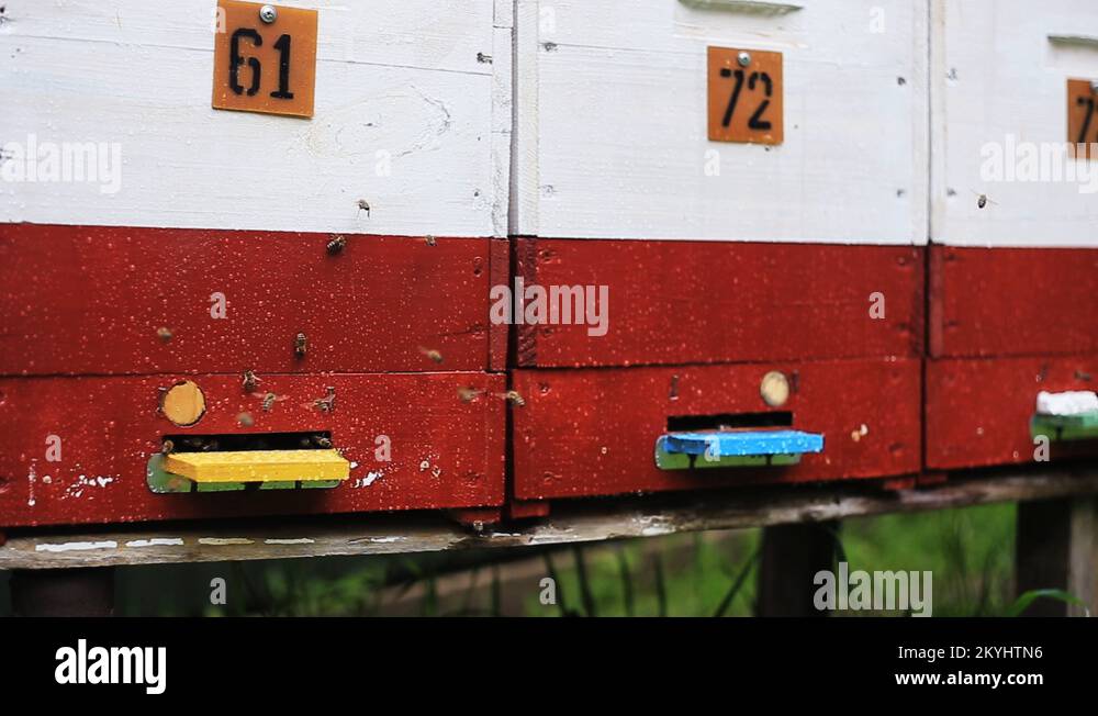 Three flying insects Stock Videos & Footage - HD and 4K Video Clips - Alamy