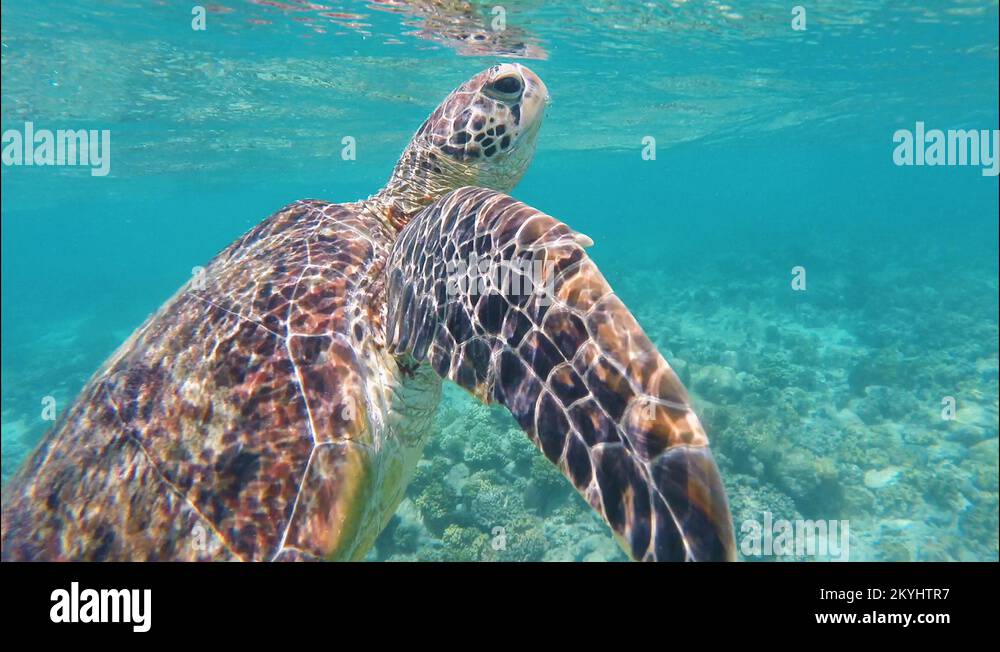 Green turtle great barrier reef Stock Videos & Footage - HD and 4K ...