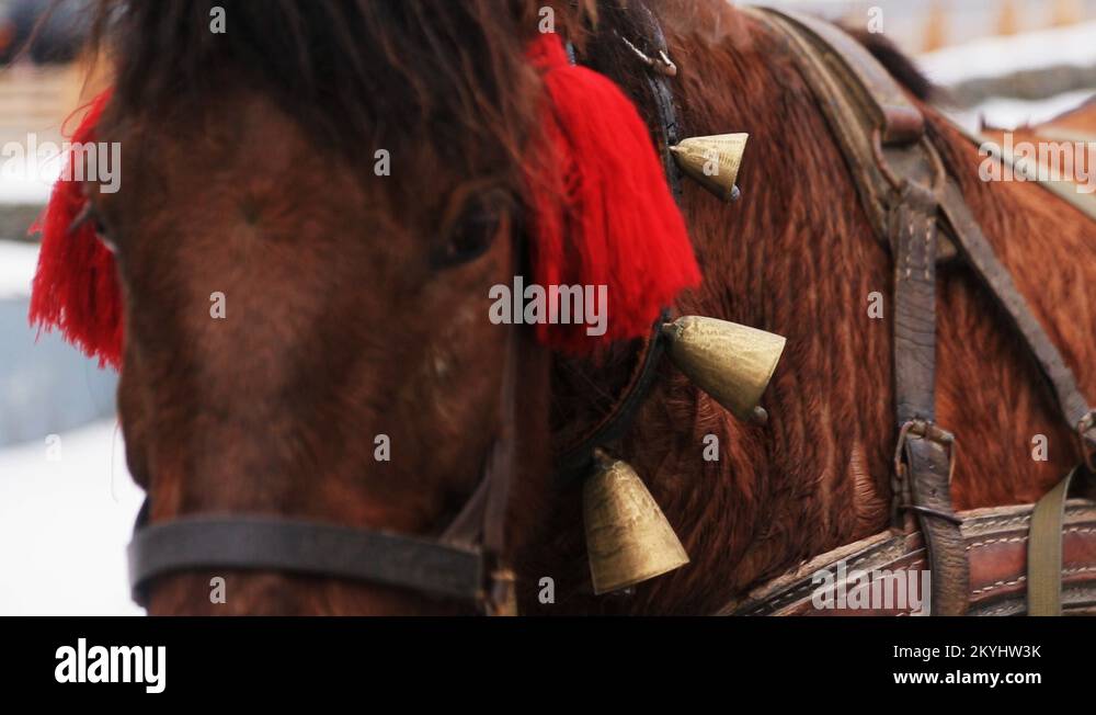 Animal wearing costume Stock Videos & Footage - HD and 4K Video Clips ...