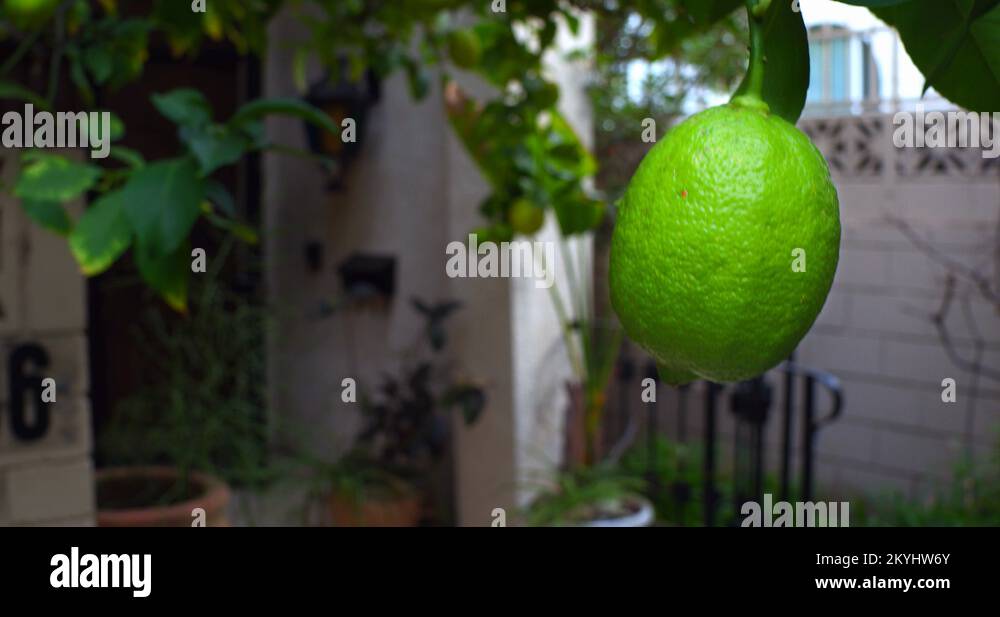Tropical lemon leaf Stock Videos & Footage - HD and 4K Video Clips - Alamy
