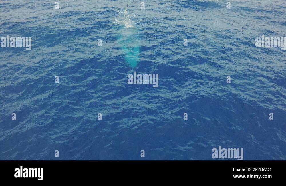 Blue whale exterior Stock Videos & Footage - HD and 4K Video Clips - Alamy