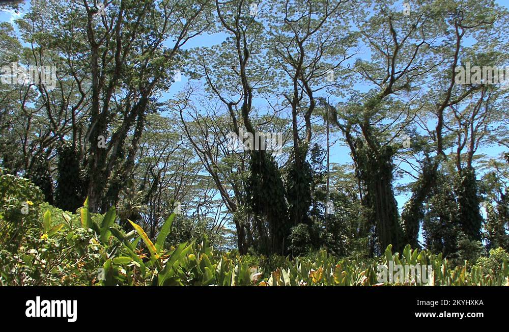 Monkeypod tree Stock Videos & Footage - HD and 4K Video Clips - Alamy