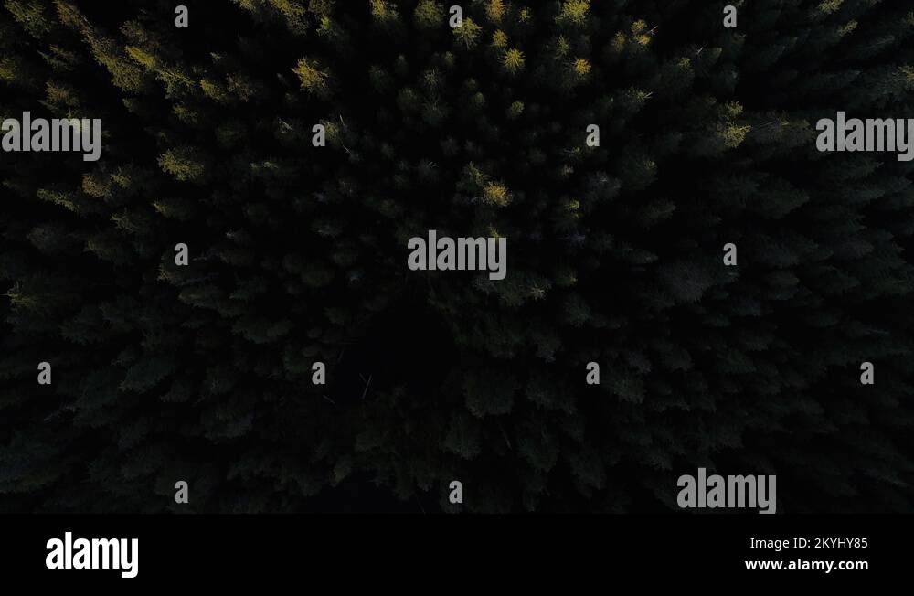 Abstract tree canopy Stock Videos & Footage - HD and 4K Video Clips - Alamy